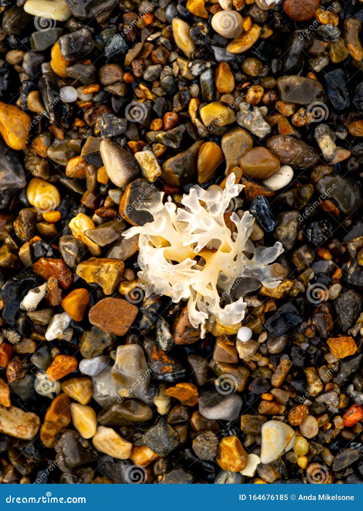 Rocks and Sea Grass Background Stock Image - Image of grass, sandy ...