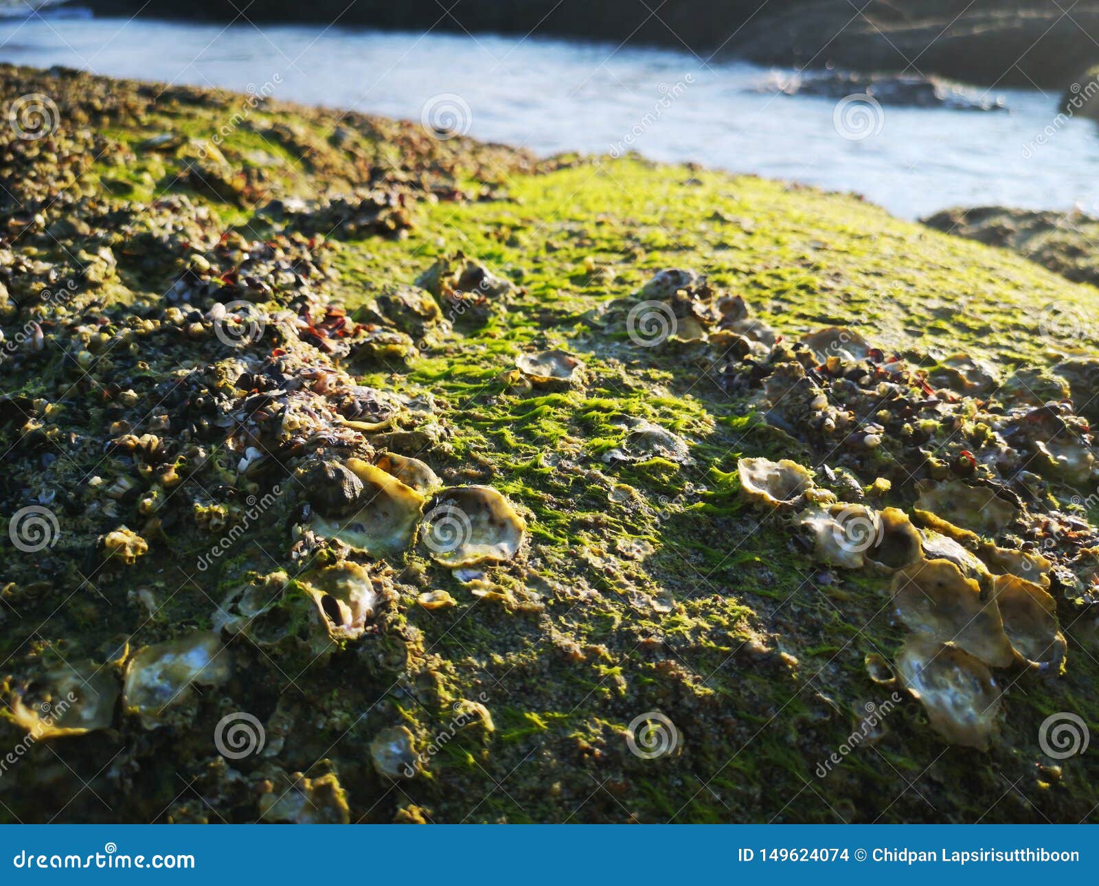 Rocks by the Sea, with the Remains of Shells, Shells and Green Moss on ...