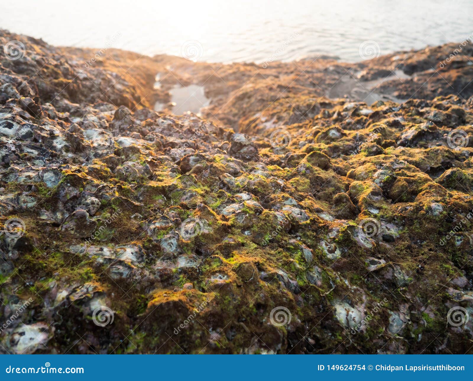 Rocks by the Sea, with the Remains of Shells, Shells and Green Moss ...