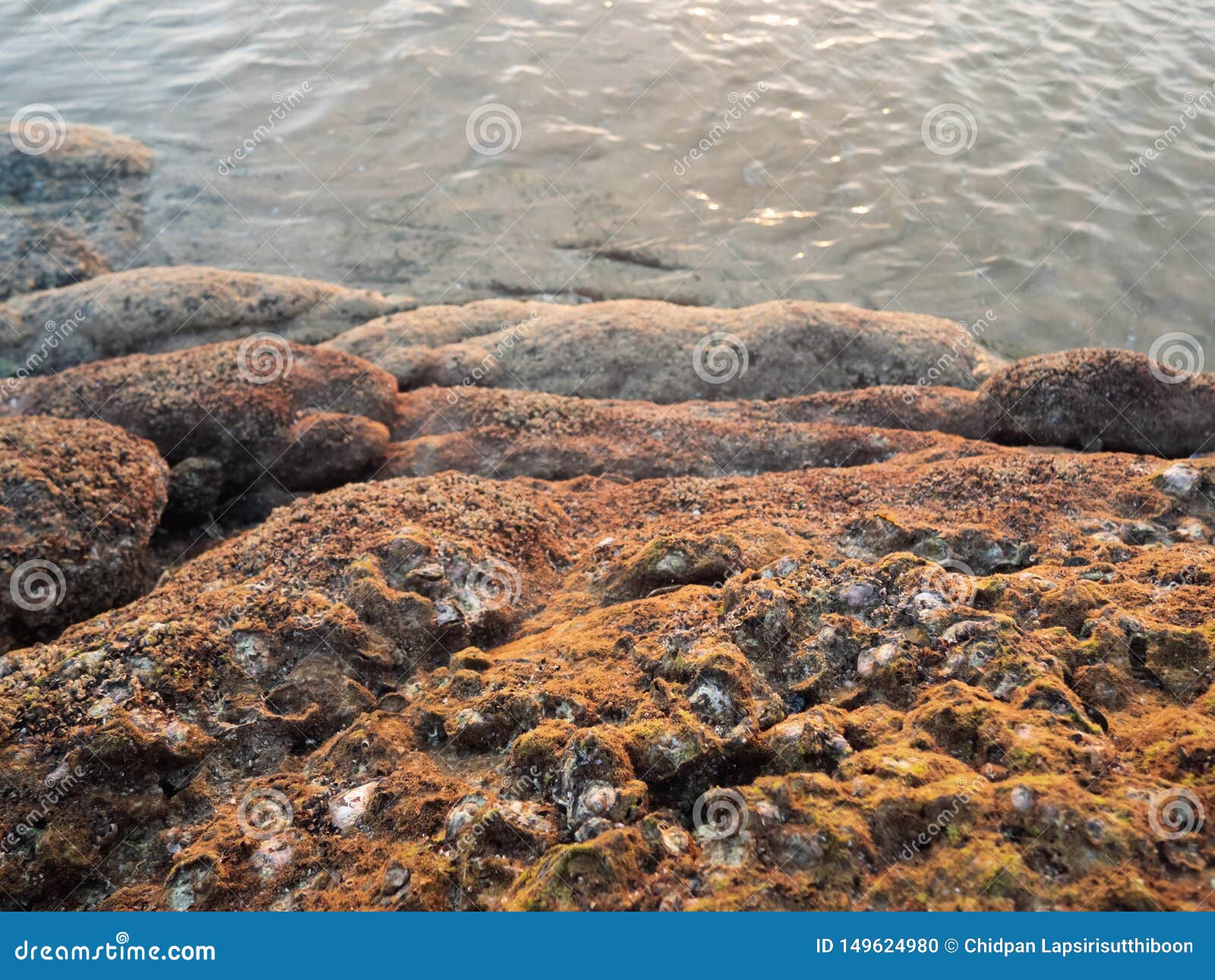 Rocks by the Sea, with the Remains of Shells, Shells and Green Moss on ...