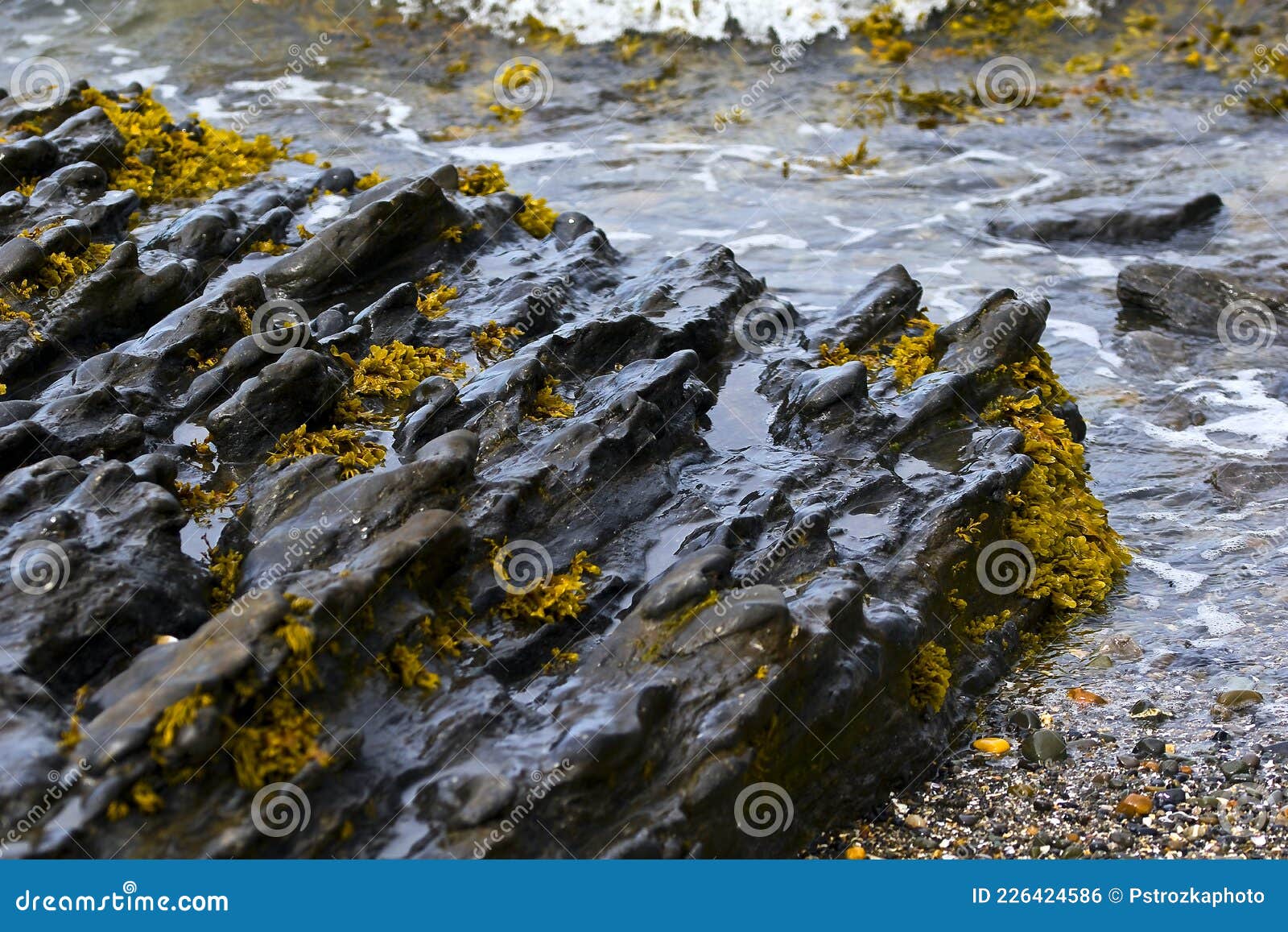 Rocks in the Sea with Yellow Lichen Stock Photo - Image of stone ...