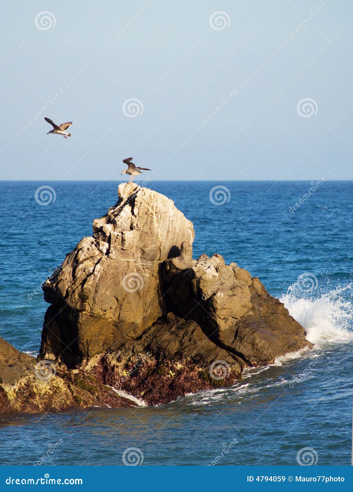 Rocks and seagulls stock image. Image of horizon, seagull - 4794059