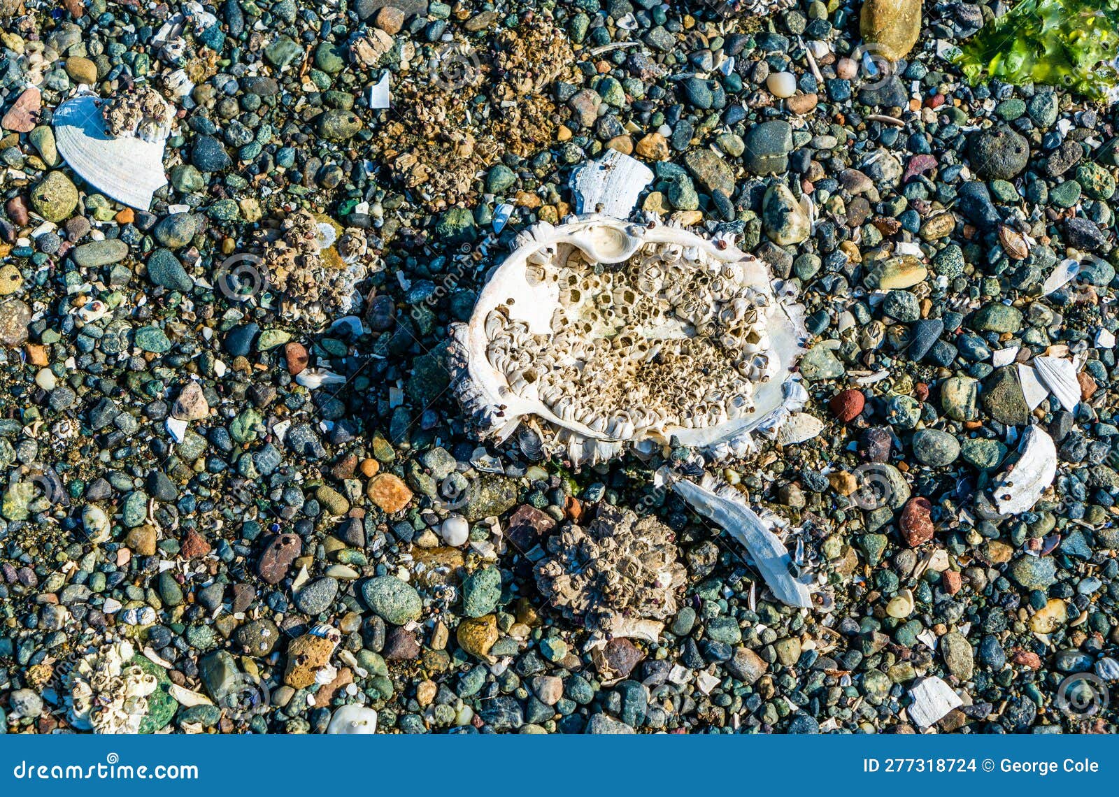 Rocks and Shells Background Stock Photo - Image of rocks, state: 277318724