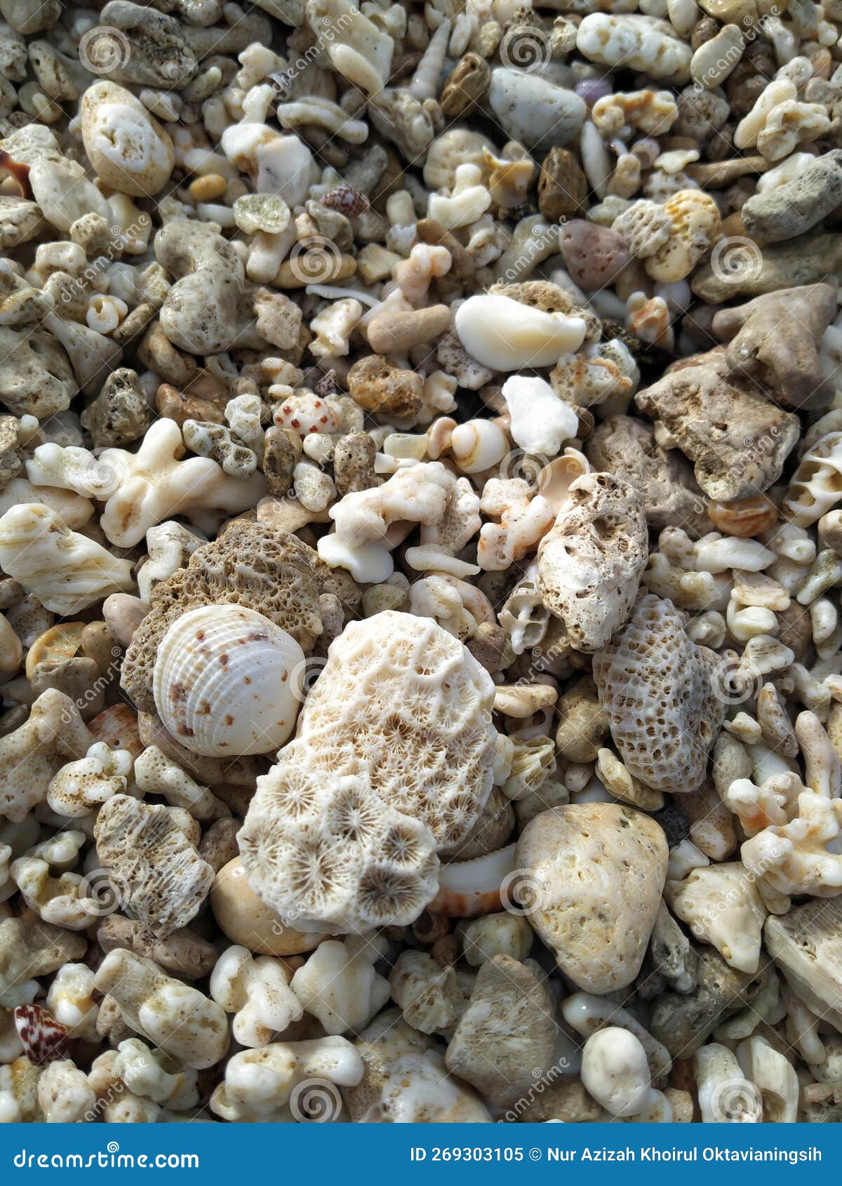 The Rocks and Shells on the Beach Sand are Very Pretty Stock Image ...