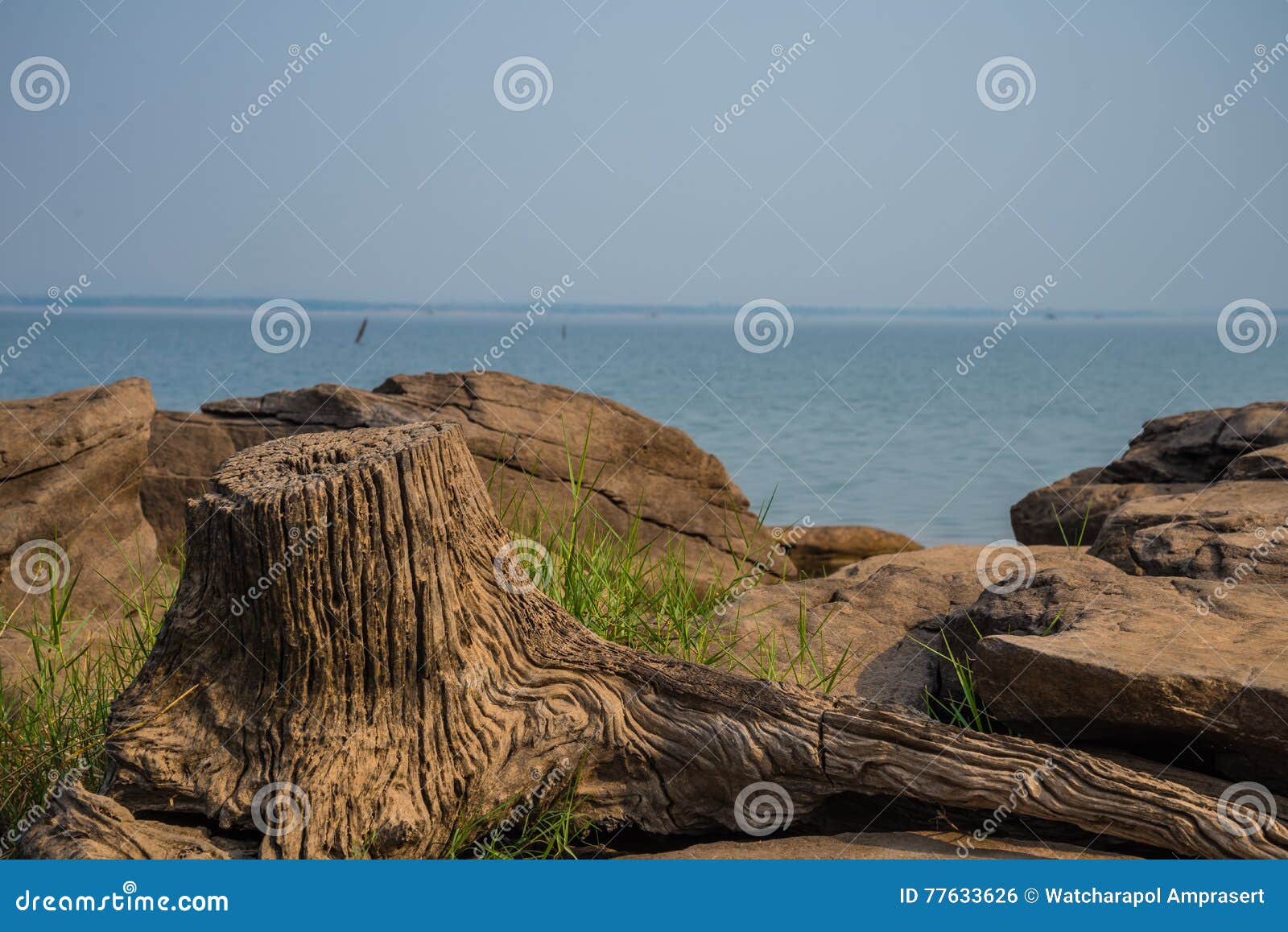 Rocks and stumps stock photo. Image of landscape, outdoor - 77633626