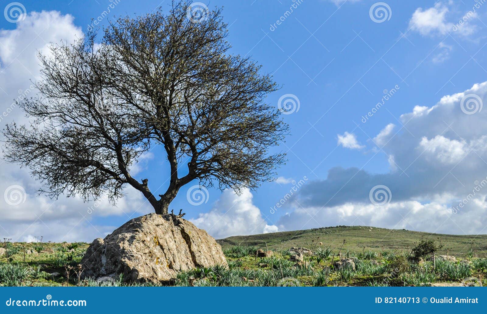 Rocks Tree stock image. Image of lake, real, relaxing - 82140713