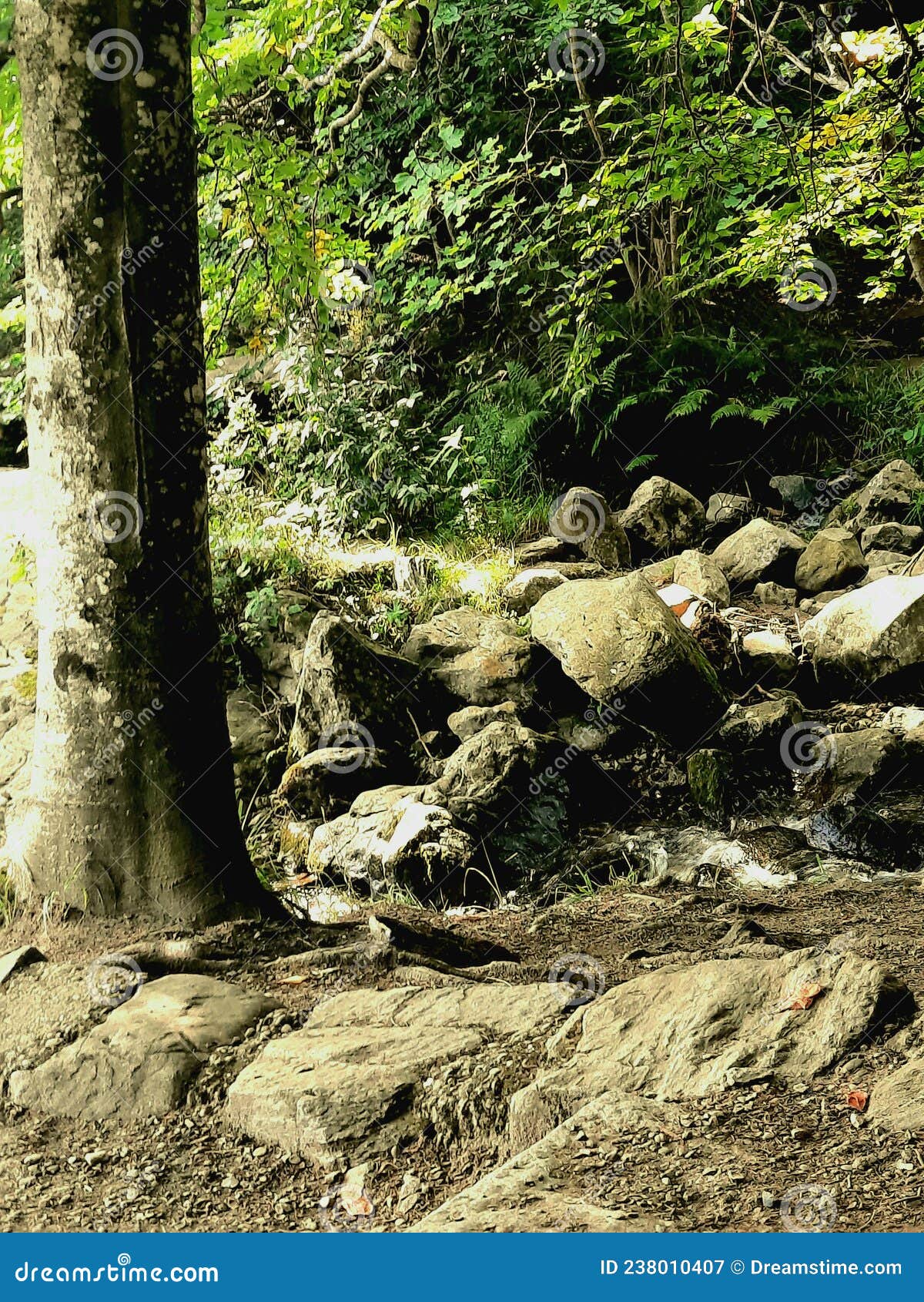 Rocks stock image. Image of jungle, garden, tree, wildlife - 238010407