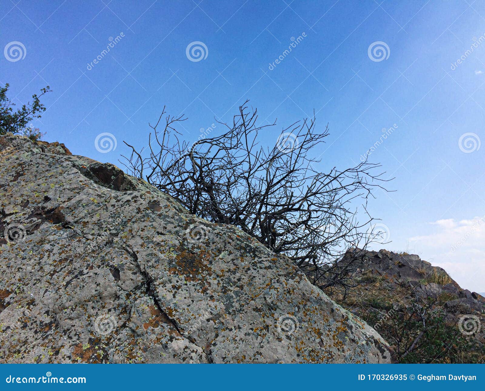 Tree Branching on the Mountain Stock Image - Image of green, body ...
