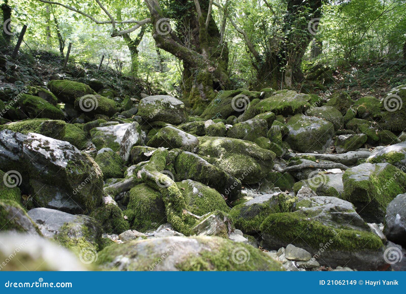 Rocks and trees in wood stock image. Image of rocks, scenery - 21062149
