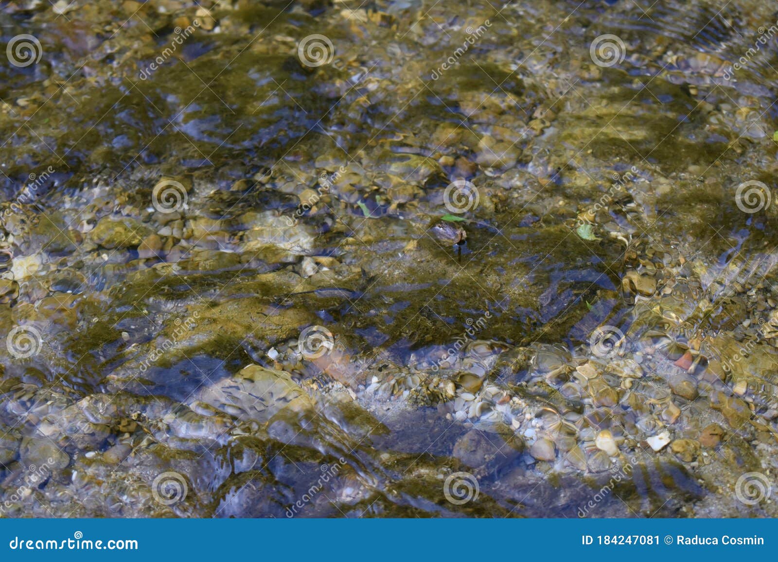 Rocks Underwater Covered with Moss Stock Image - Image of dessert, leaf ...