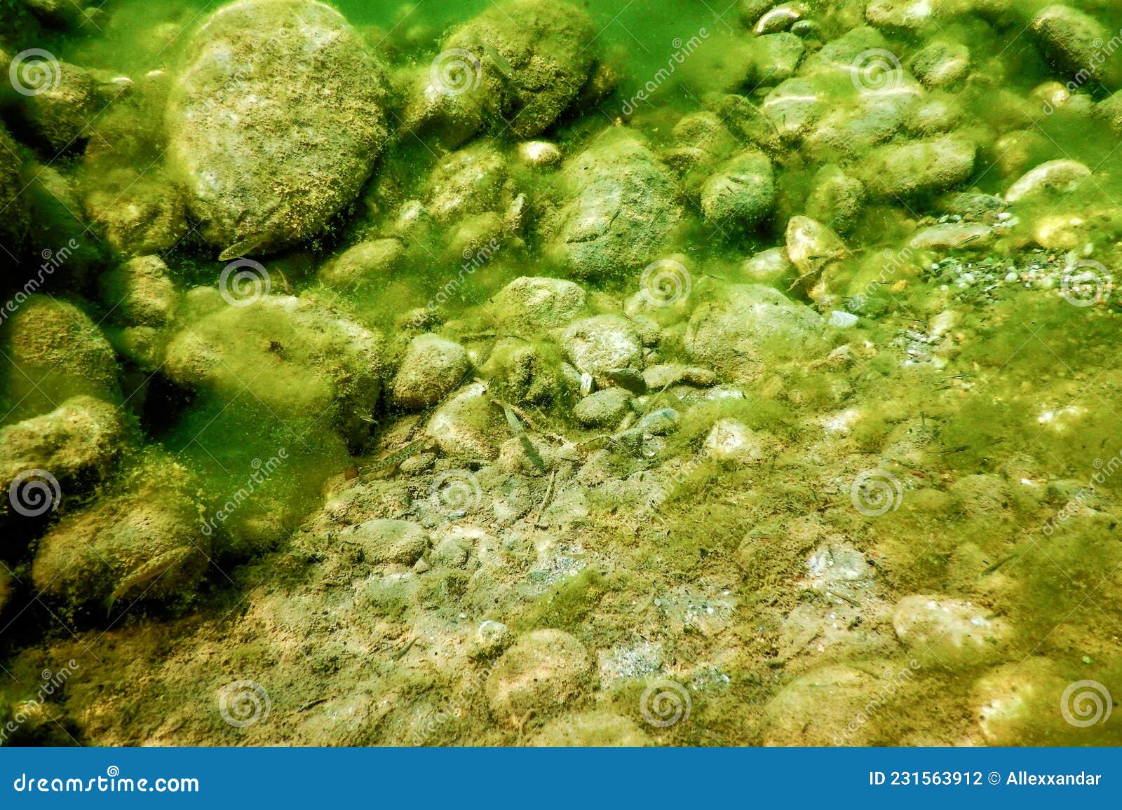 Rocks Underwater on Riverbed Covered with Green Algae Stock Photo ...