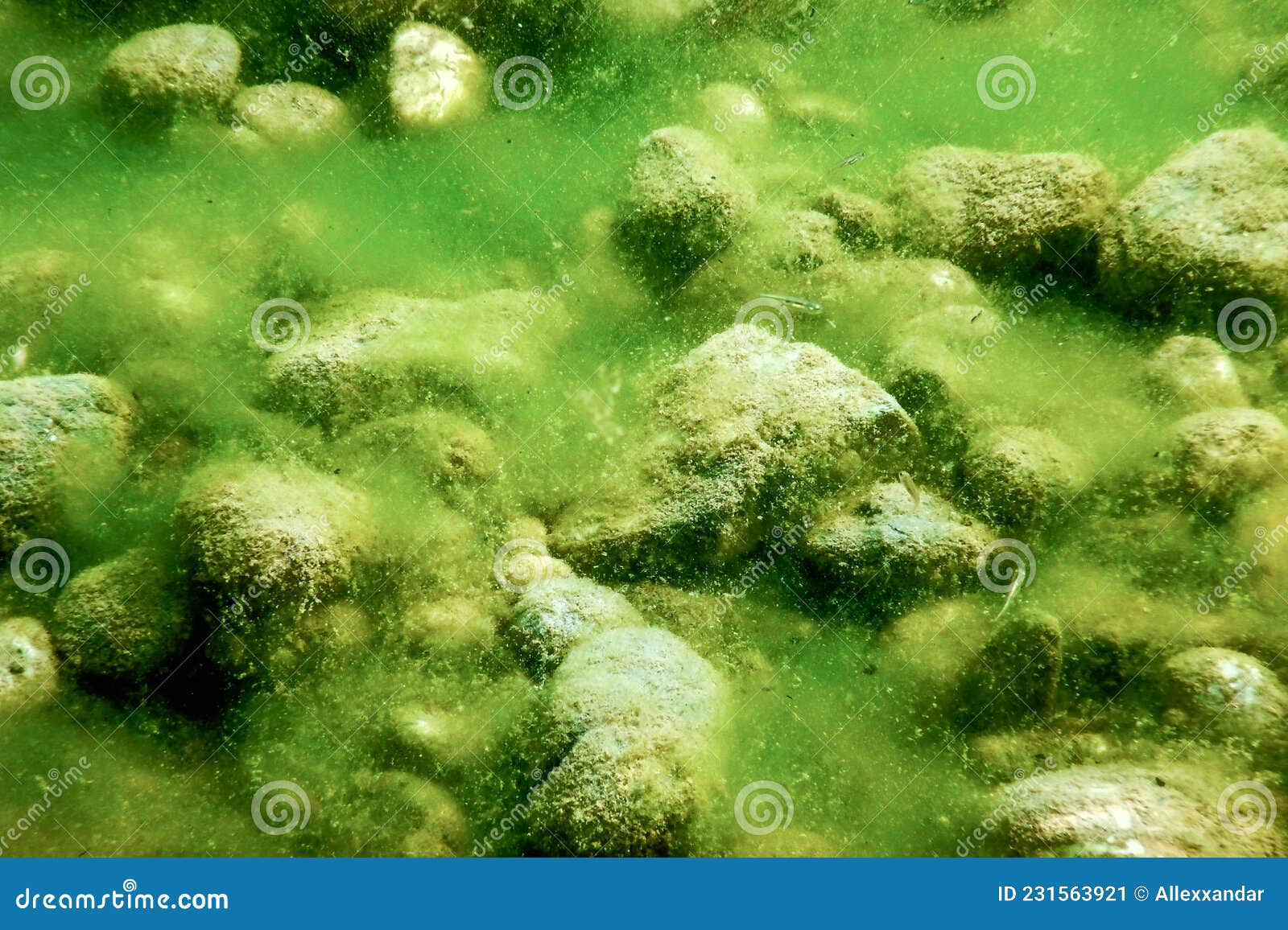 Algae On Rocks Underwater
