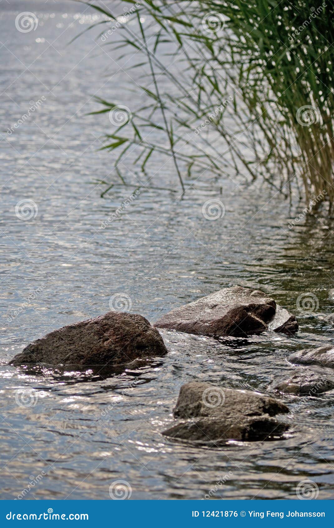 Rocks in water stock photo. Image of ripples, peaceful - 12421876
