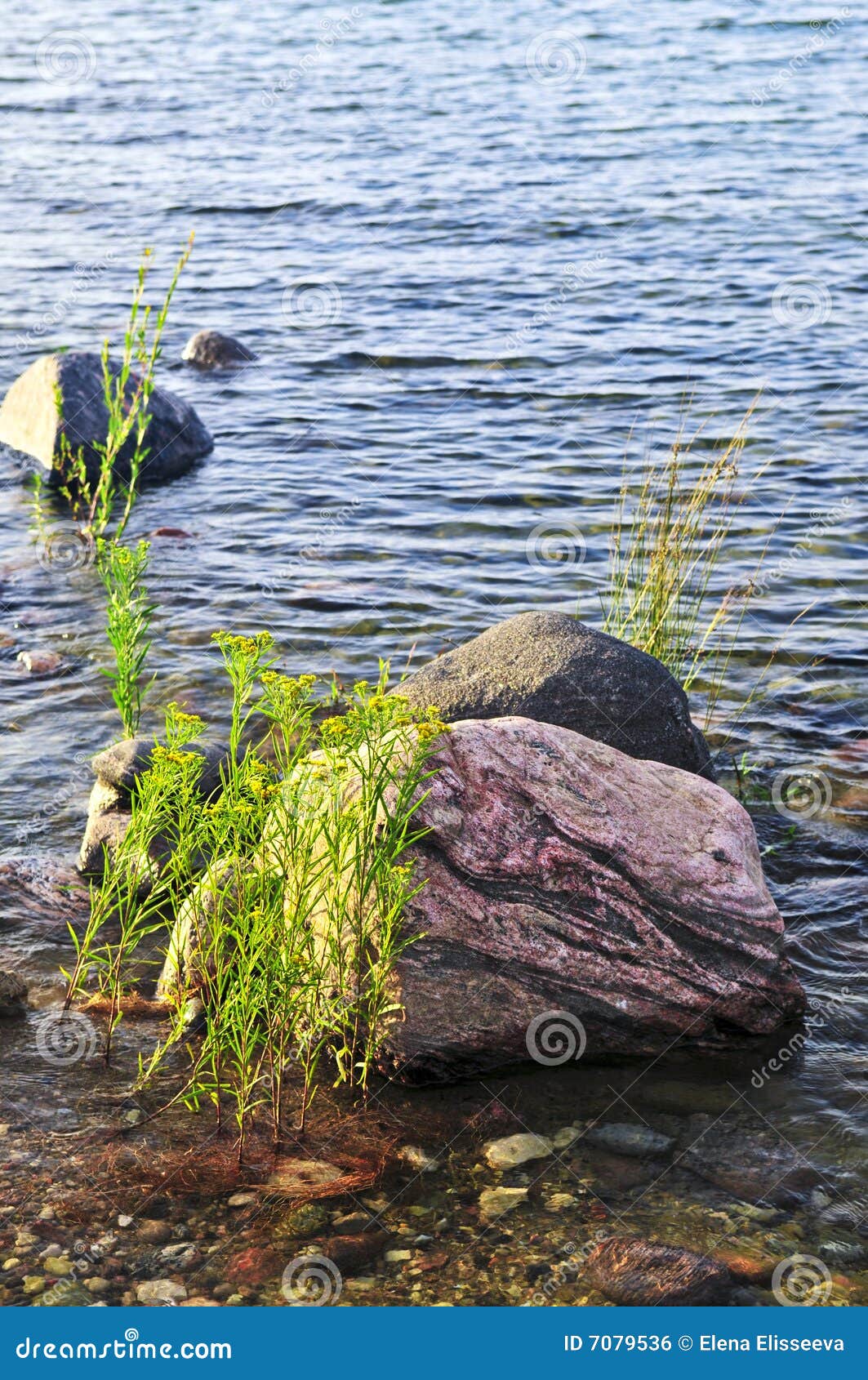 Rocks in water stock photo. Image of clean, pebble, natural - 7079536