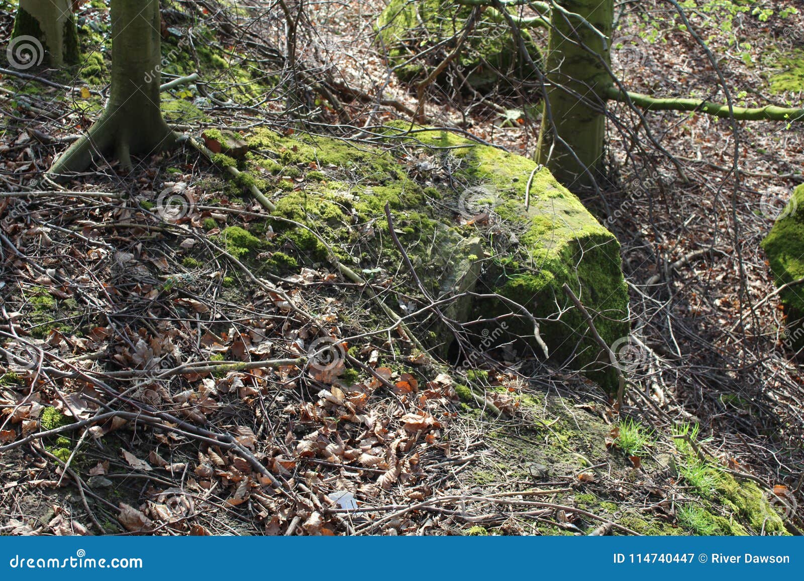Rocks in woodland stock image. Image of fallen, leaves - 114740447