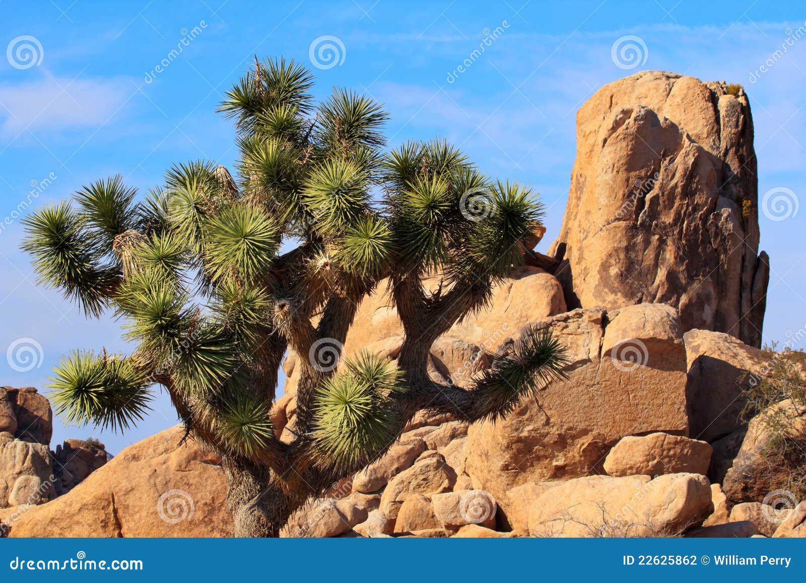 Rocks Yucca Brevifolia Joshua Tree National Park Stock Photo - Image of ...