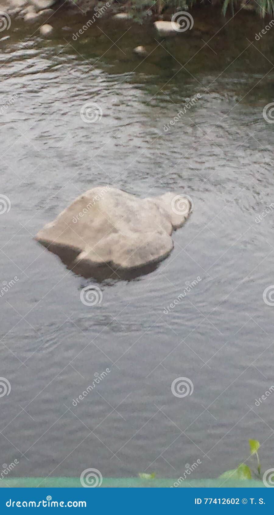 Rocktle stock photo. Image of turtle, like, looks, rock - 77412602