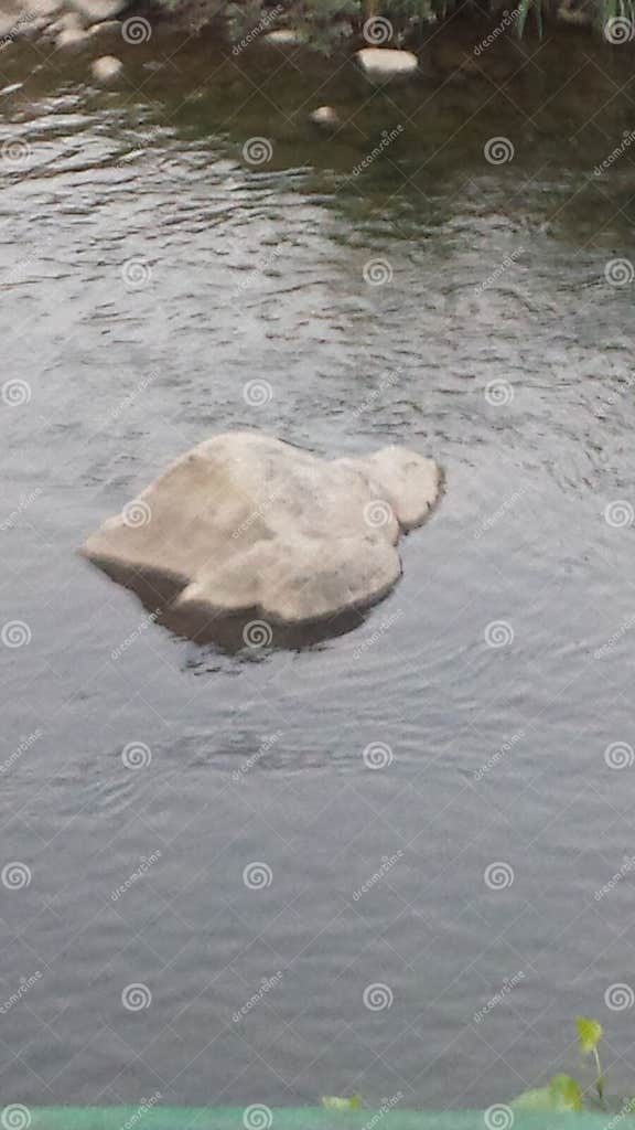 Rocktle stock photo. Image of turtle, like, looks, rock - 77412602