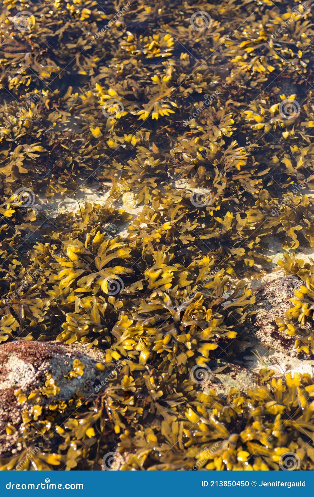 Rockweed Patch Stock Photos - Free & Royalty-Free Stock Photos from ...