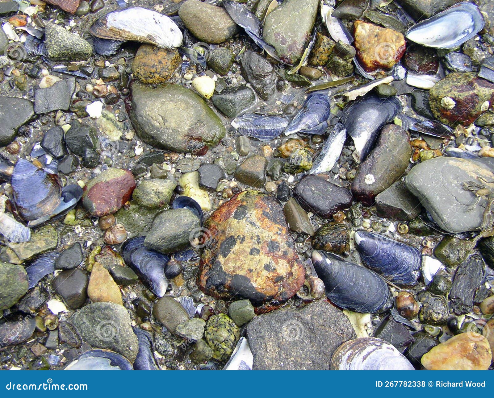 Rocky Beach with Shells, Maine Stock Photo - Image of rocky, atlantic ...