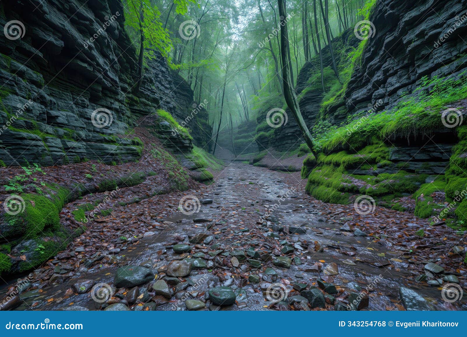 Rocky Canyon of a Mountain Stream in the Forest Stock Illustration ...