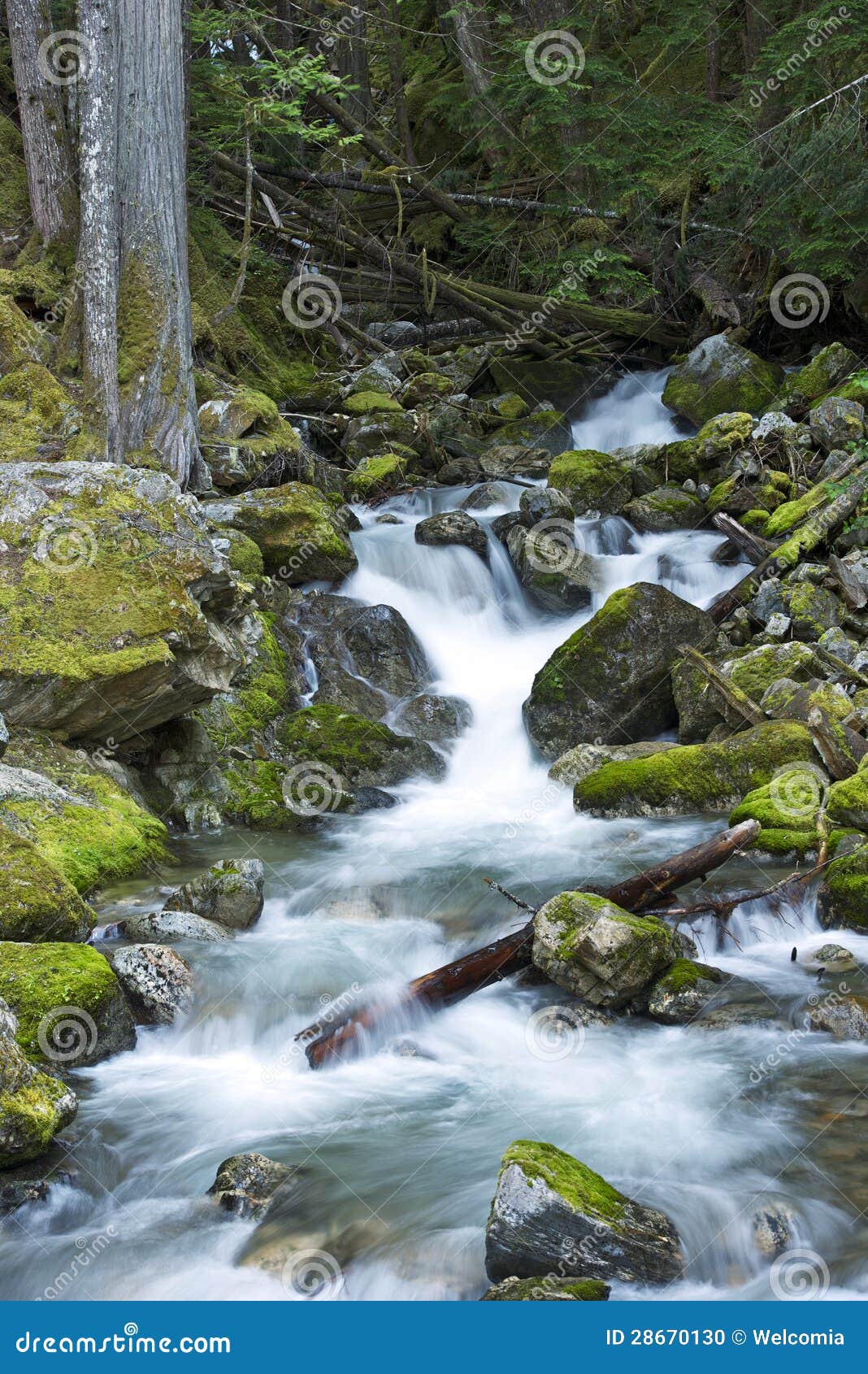 Rocky Creek stock photo. Image of fern, roots, root, forest - 28670130