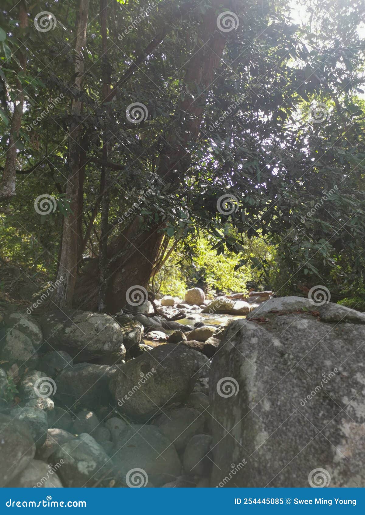 Rocky Flowing River Stream in the Jungle Stock Image - Image of park ...