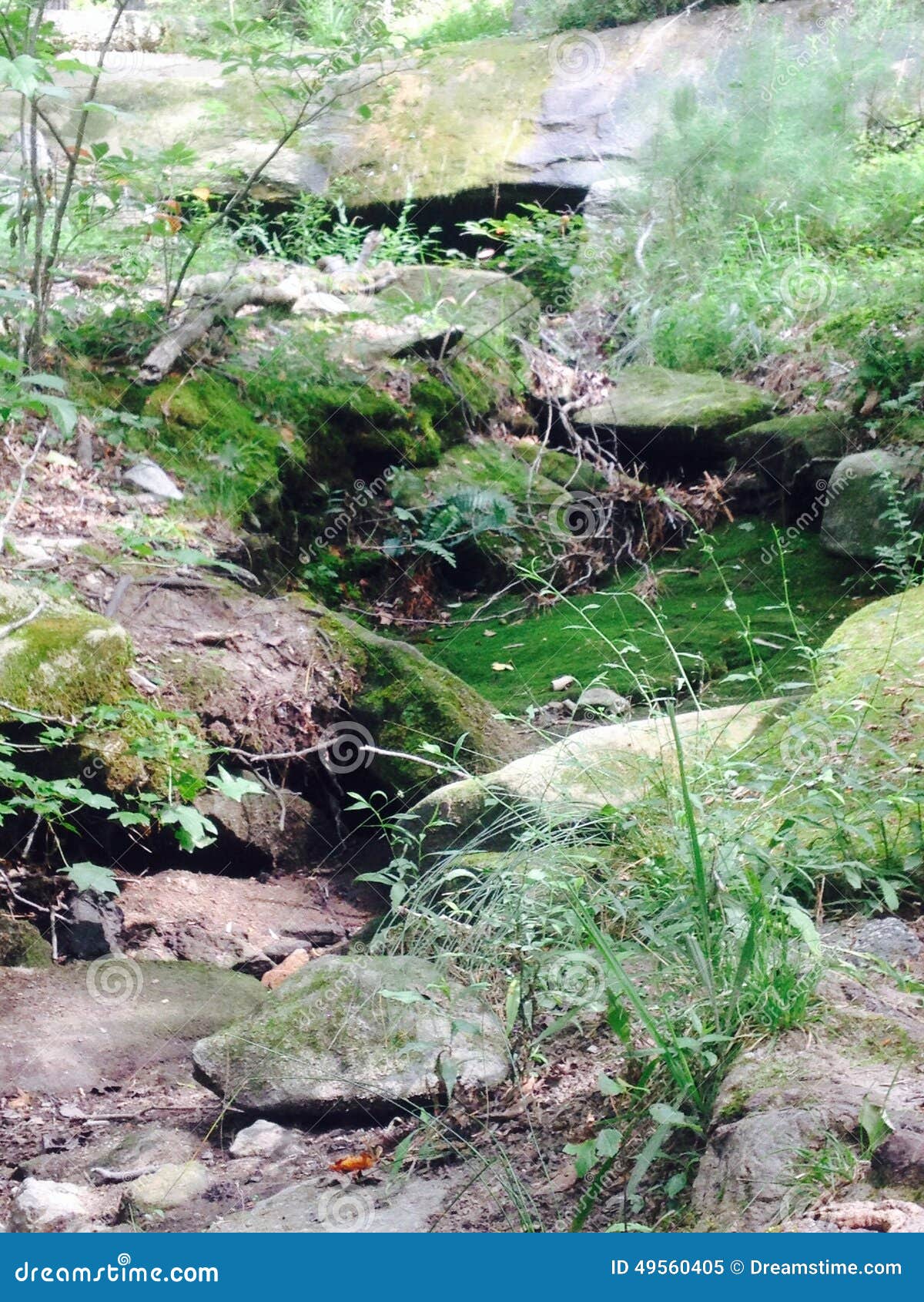 Rocky Foliage editorial image. Image of rocks, hillside - 49560405