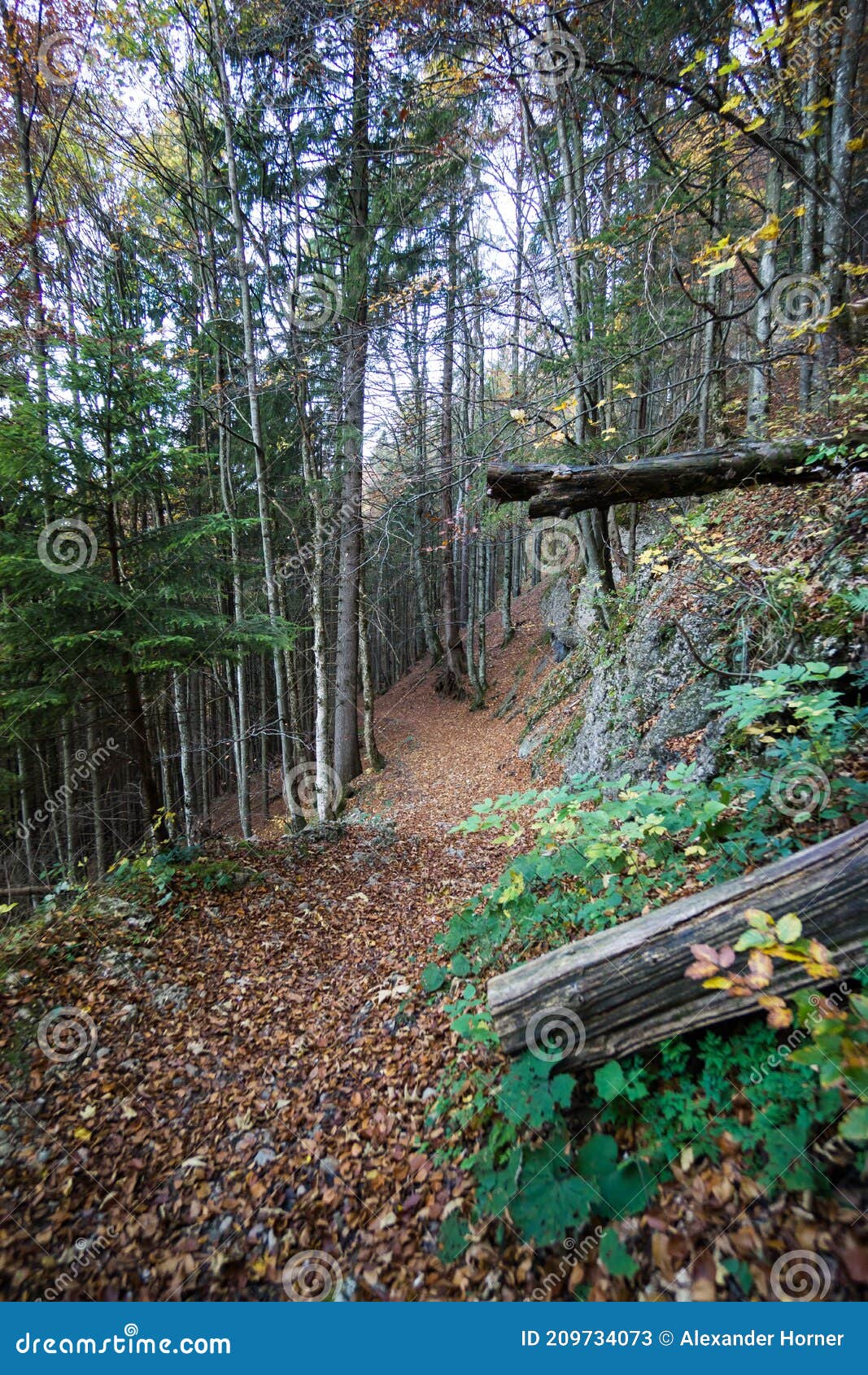 Rocky Foot Path through Forest in Autumn Stock Image - Image of ...