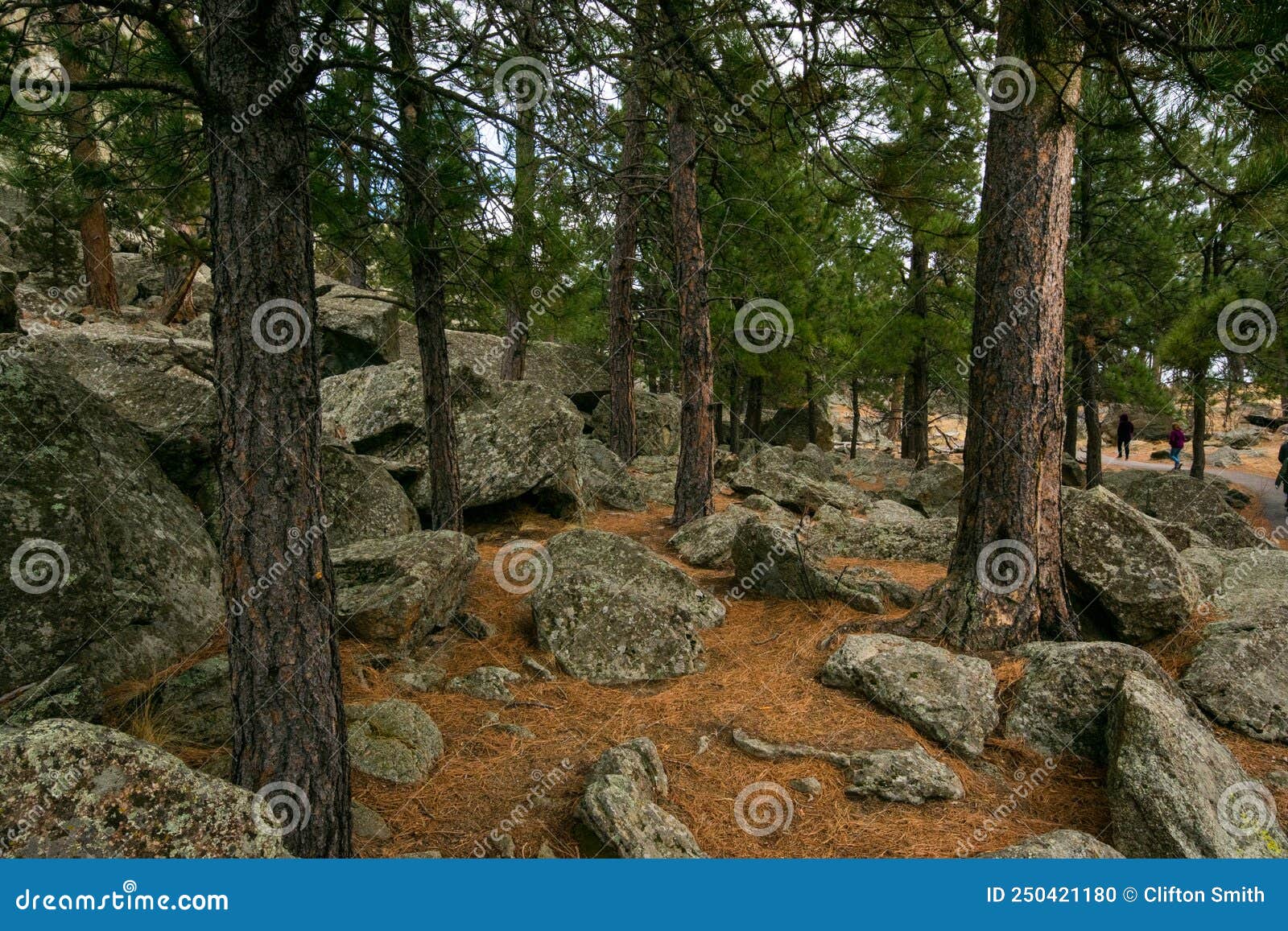 Rocky Mountain Forest in Wyoming Stock Photo - Image of grass, fall ...