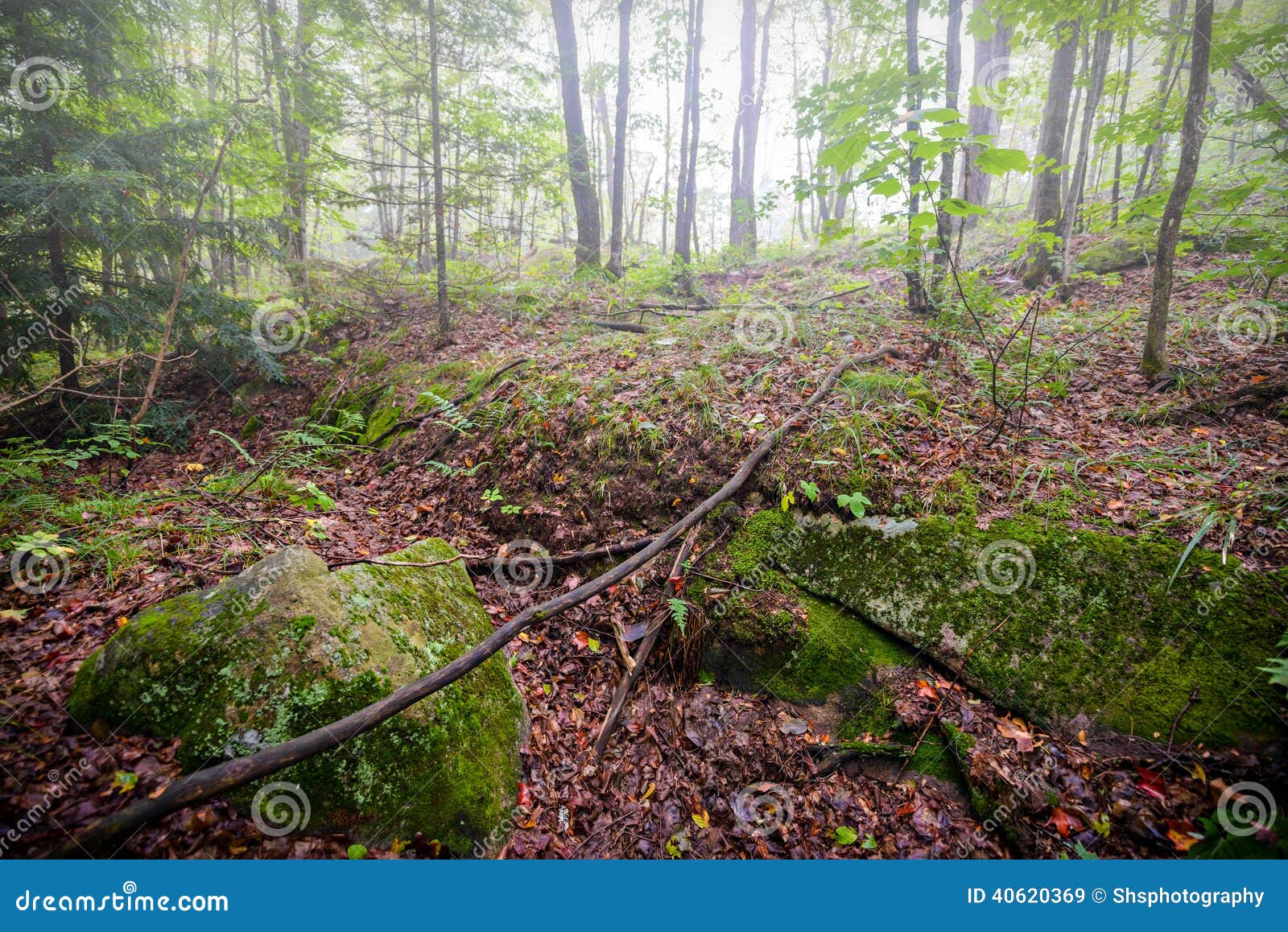 Rocky Forest stock image. Image of ontario, leaf, canadian - 40620369