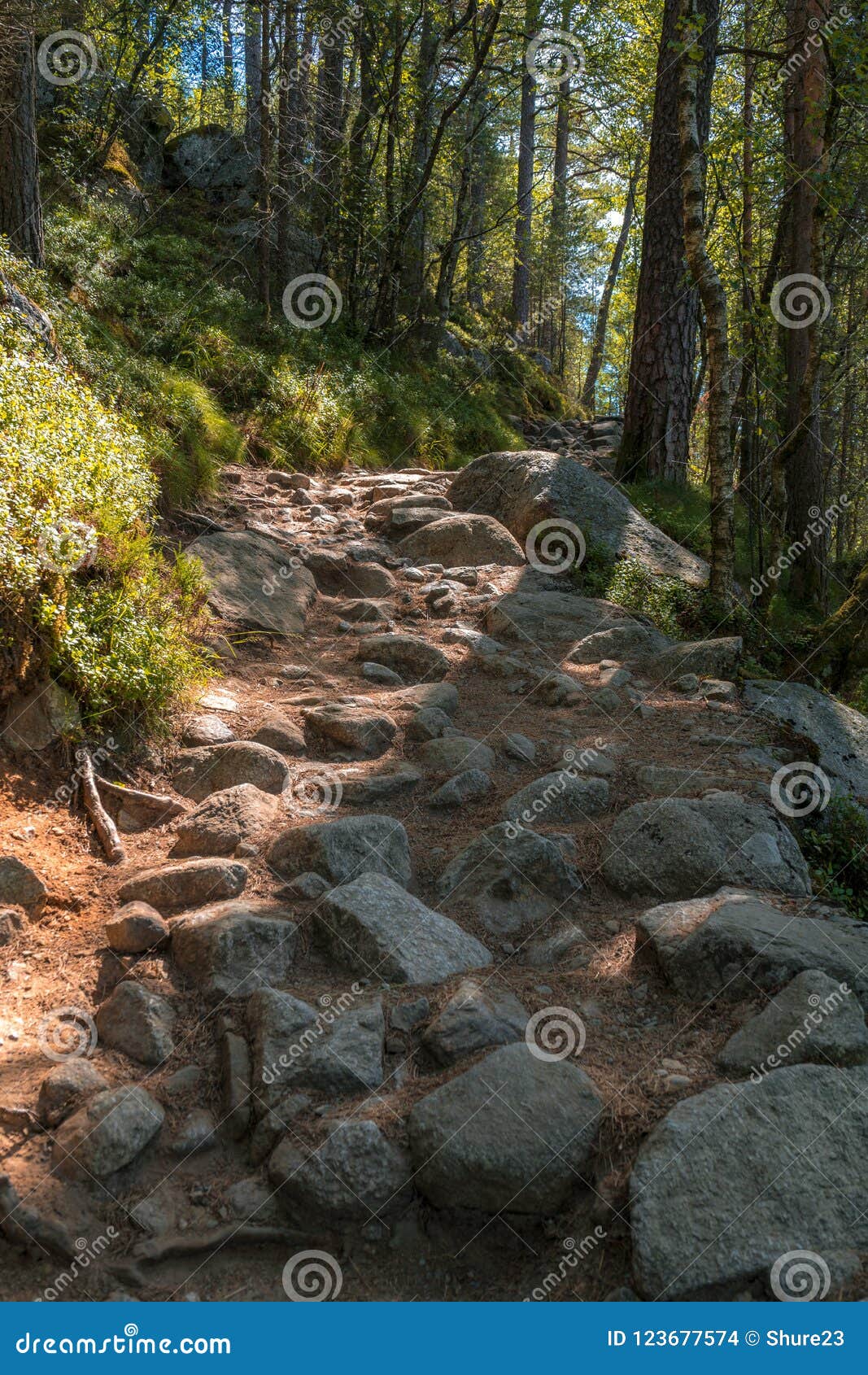 Rocky Forest Road on a Sunny Day Stock Photo - Image of autumn, forest ...