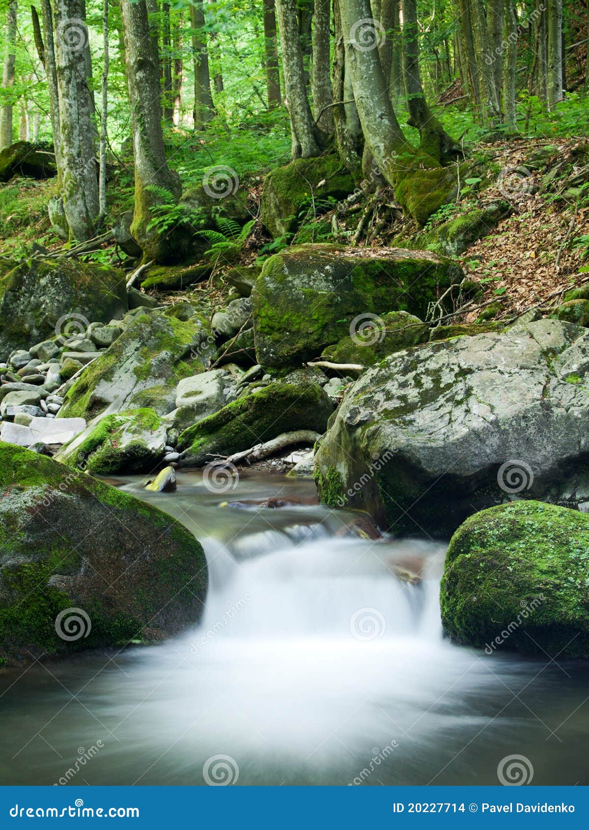 Rocky Forest Stream stock photo. Image of scenics, beauty - 20227714