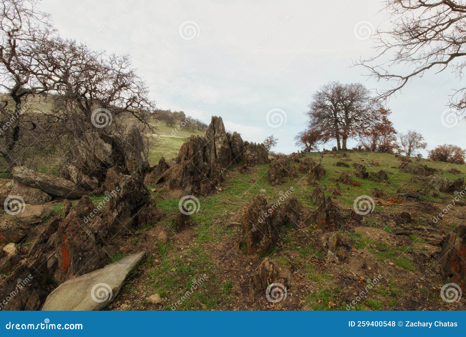 Rocky Hillside with Lots of Jagged Tree Stumps Stock Photo - Image of ...