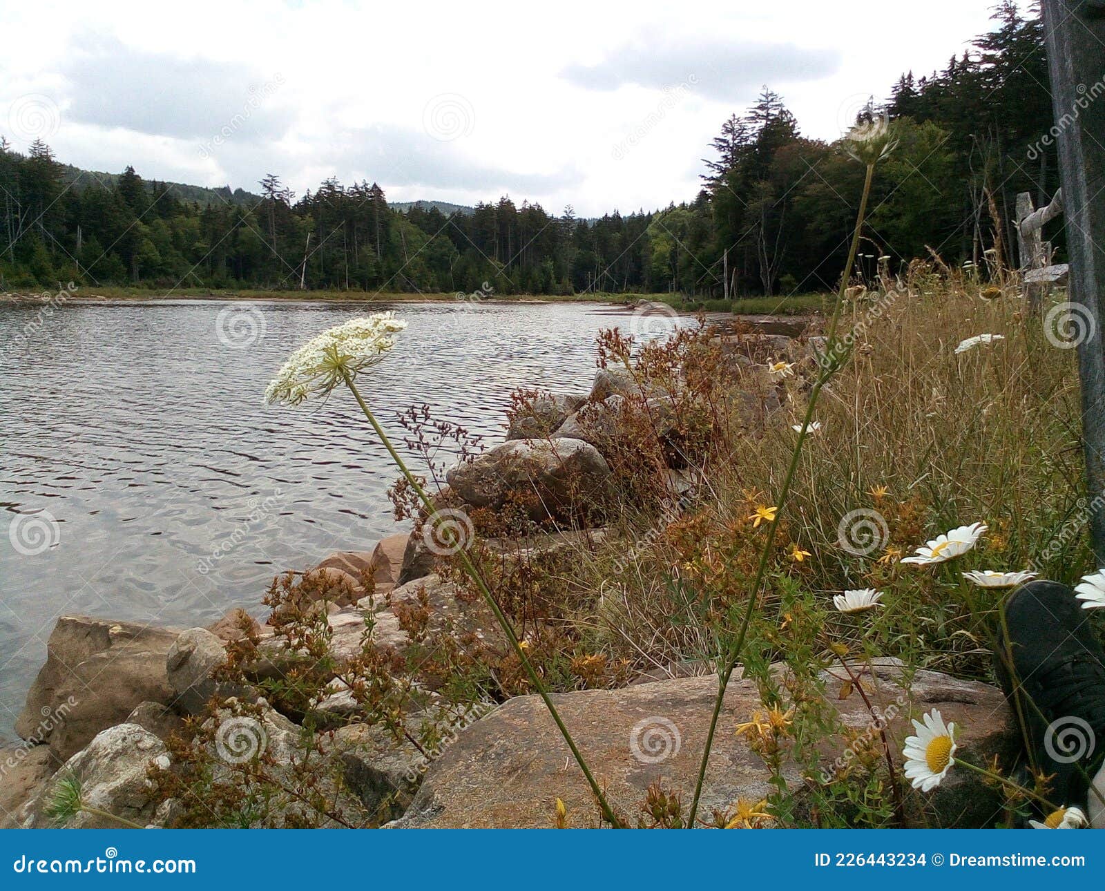 Rocky Ledge on Lake stock photo. Image of swamp, water - 226443234