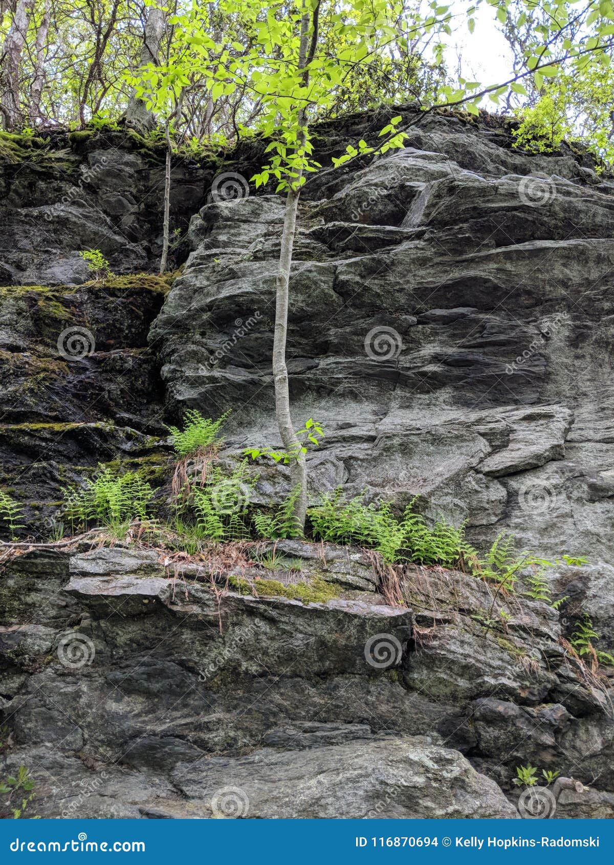 Rock ledge stock photo. Image of woods, rock, green - 116870694