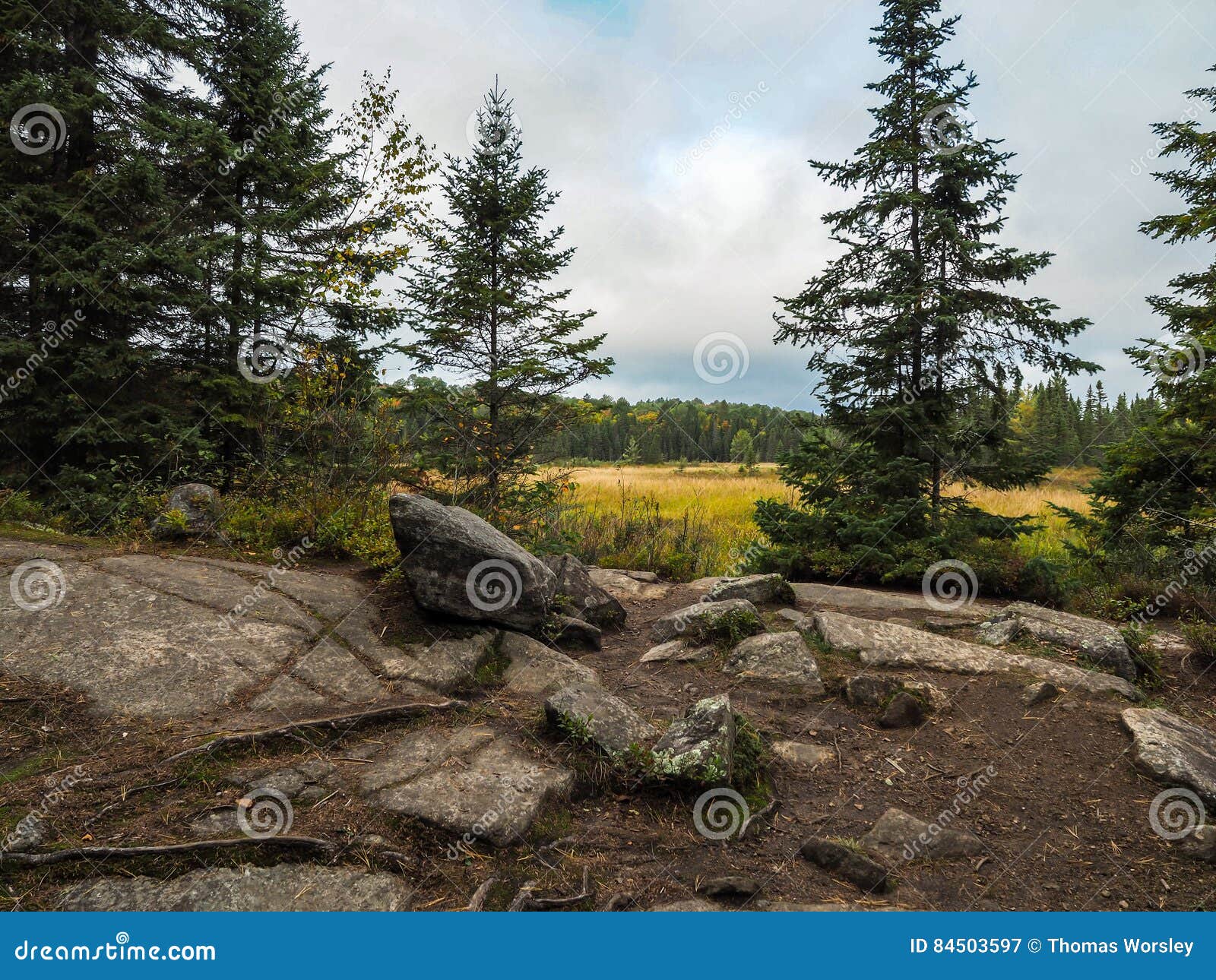Rocky Marsh Algonquin Provincial Park Stock Image - Image of trailn ...