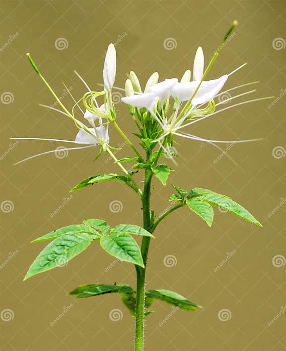 Rocky Mountain Bee Plant stock image. Image of petals - 21978239