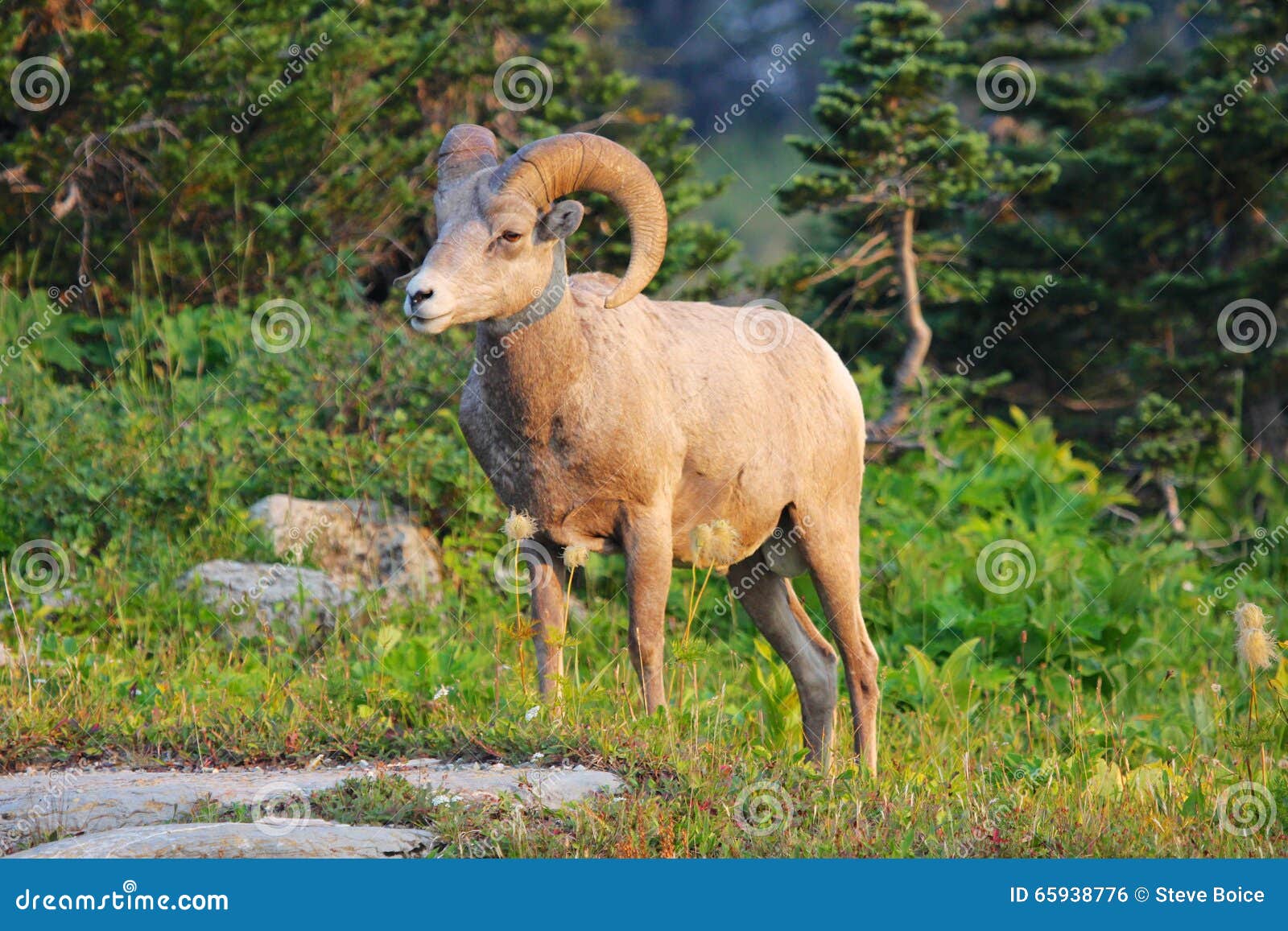 Rocky Mountain Big Horn Ram Arkivfoto - Bild av stenigt, glaciär: 65938776