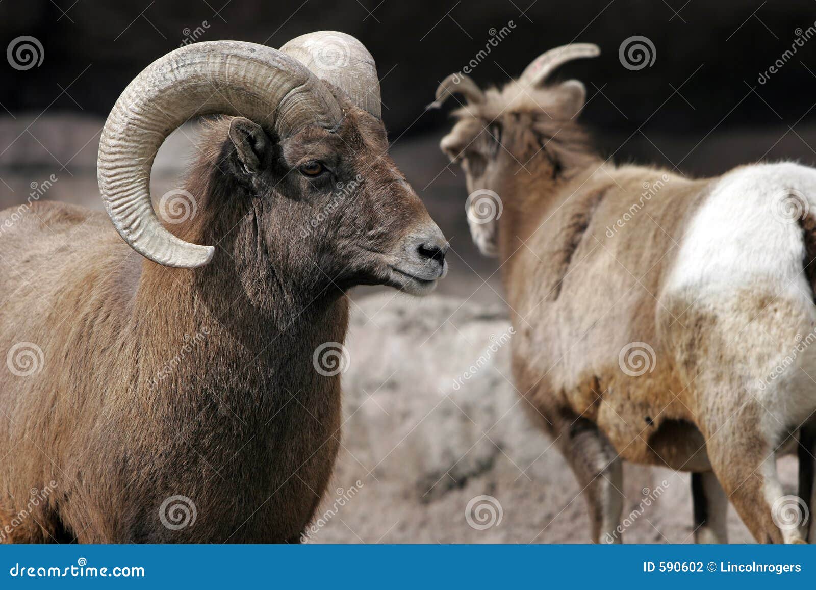 Rocky Mountain Bighorn Sheep Stock Photo - Image of colorado, nature ...