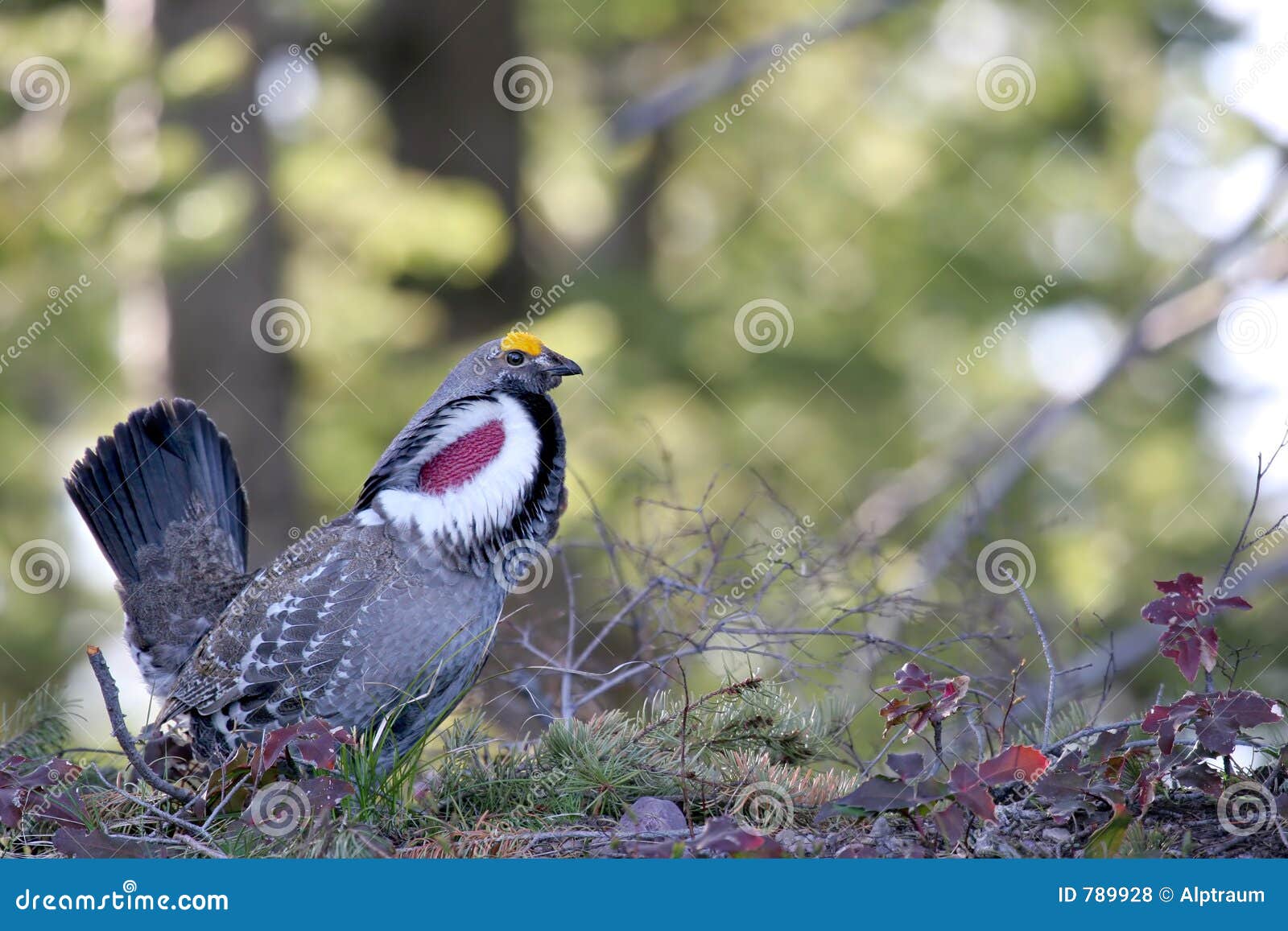 Rocky mountain blue grouse stock photo. Image of northern - 789928