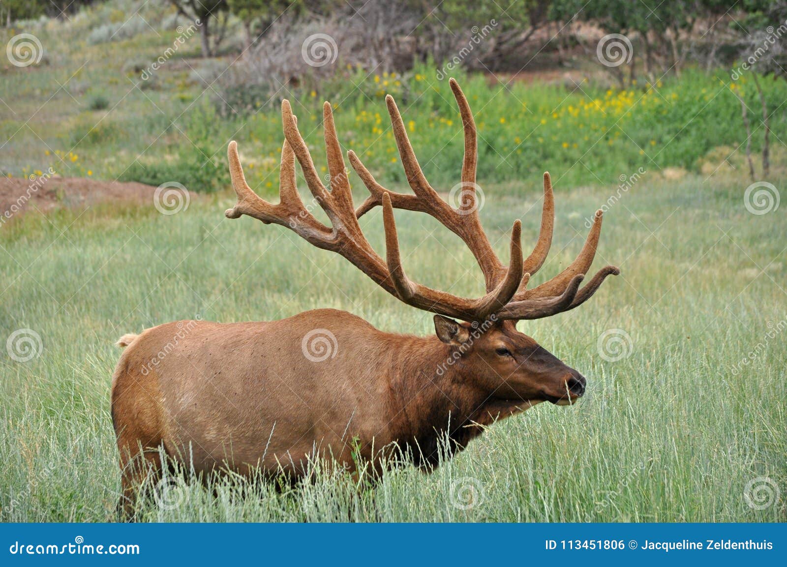 Rocky Mountain Bull Elk in Field Stock Photo - Image of habitat ... Rocky Mountain Bull Elk in Field Stock Photo - Image of habitat ...