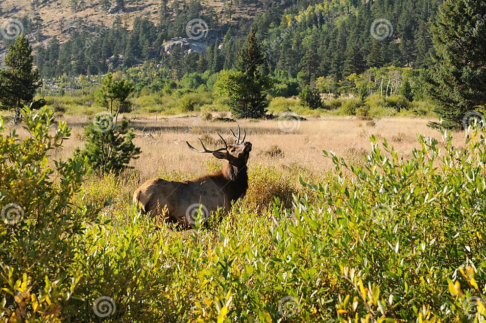 Rocky Mountain Elk stock image. Image of adult, estes - 22849145