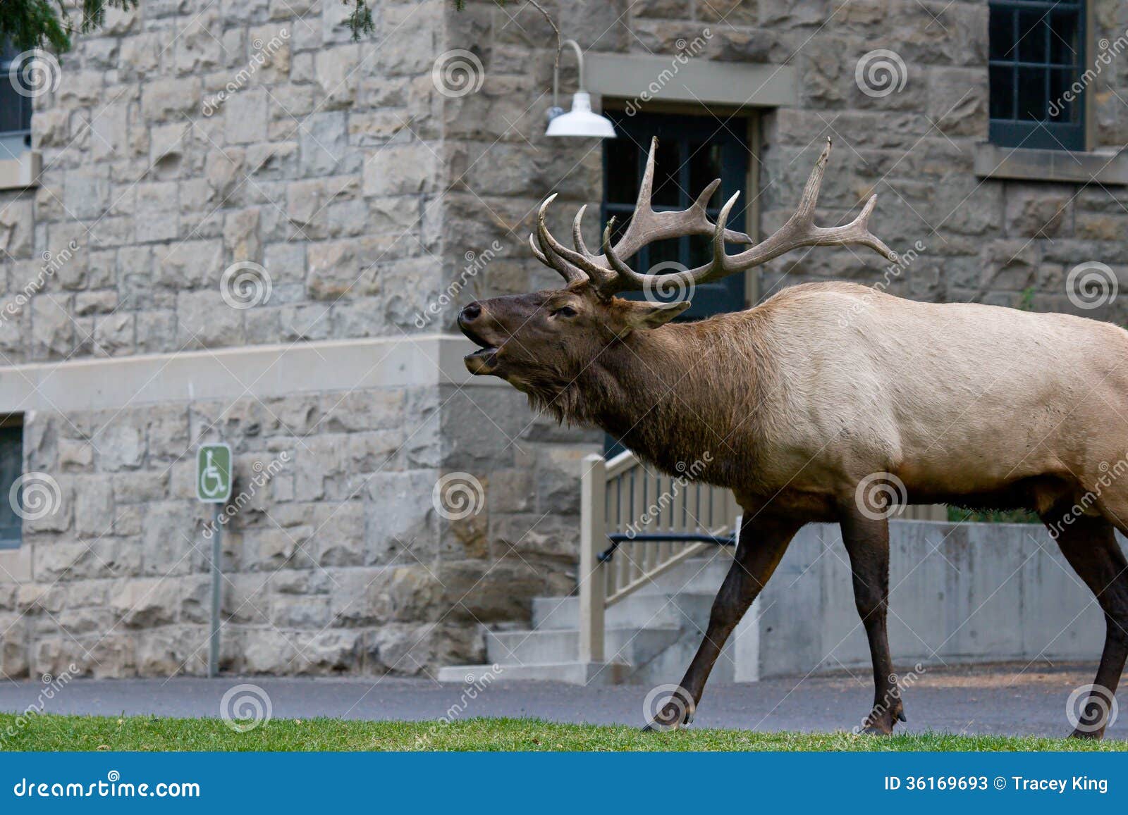 Rocky Mountain Elk Bugling image stock. Image du intense - 36169693