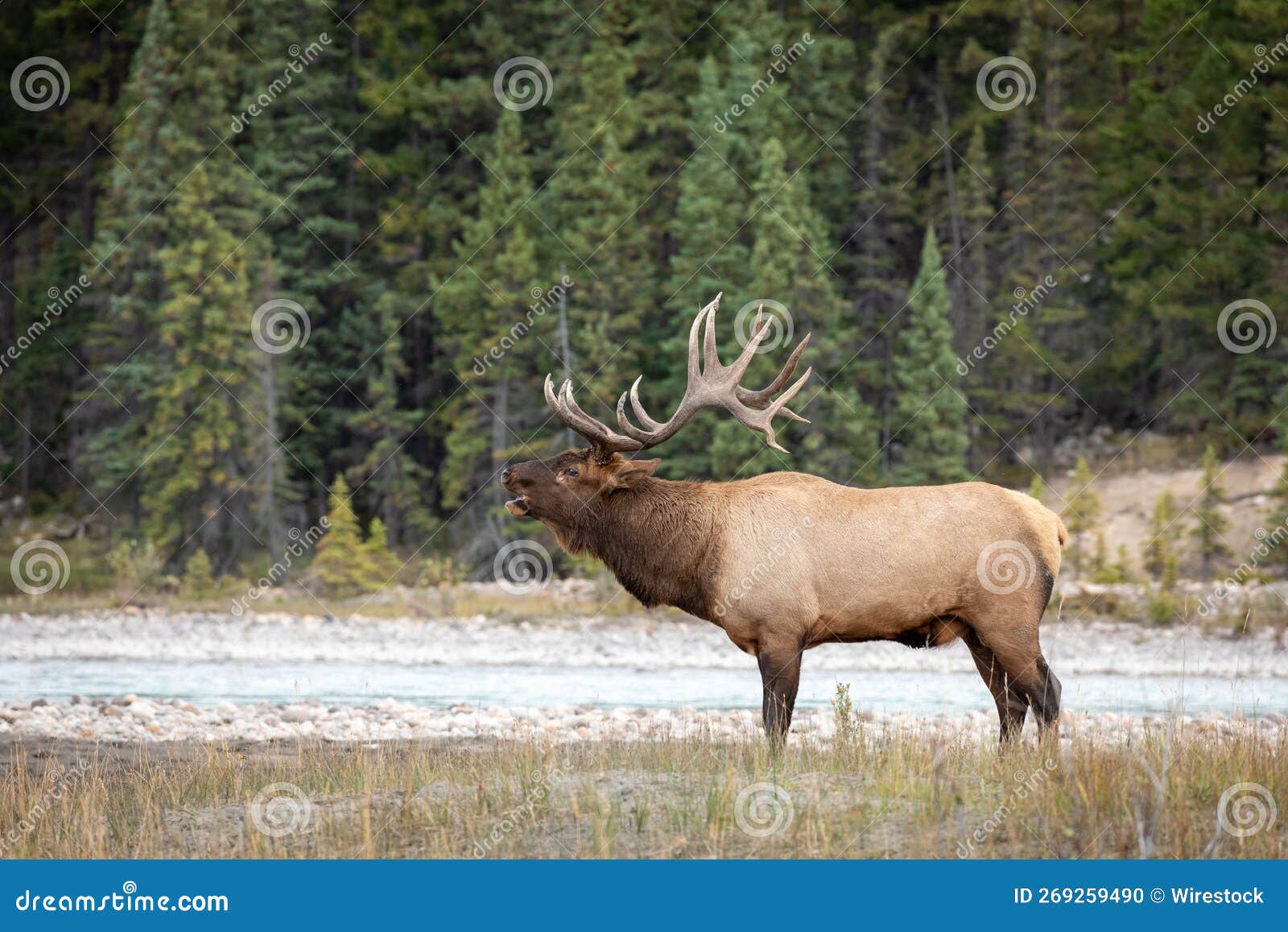 Rocky Mountain Elk in a Dry Field Stock Photo - Image of grazing ...