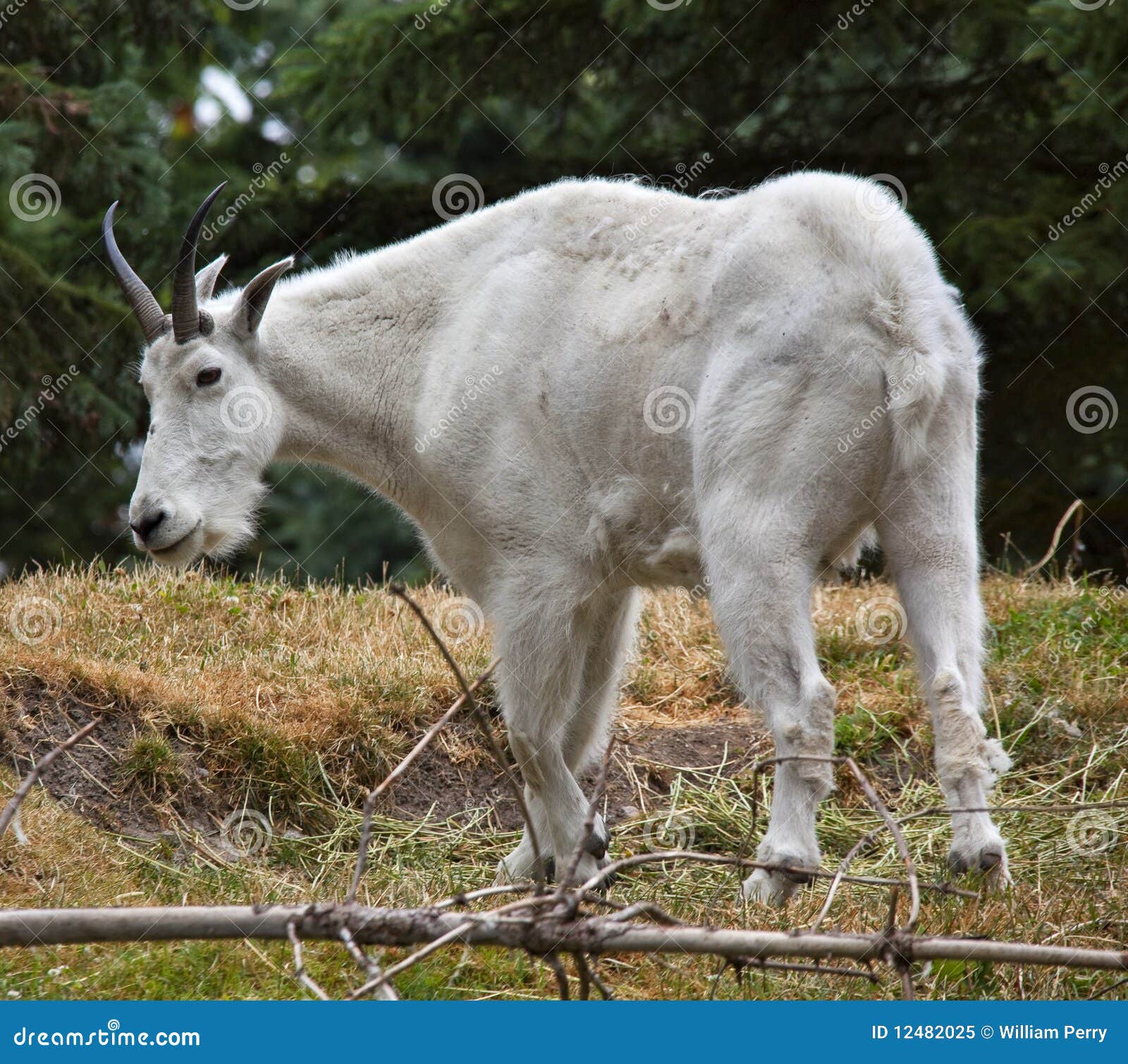 Rocky Mountain Goat stock image. Image of rocky, goat - 12482025