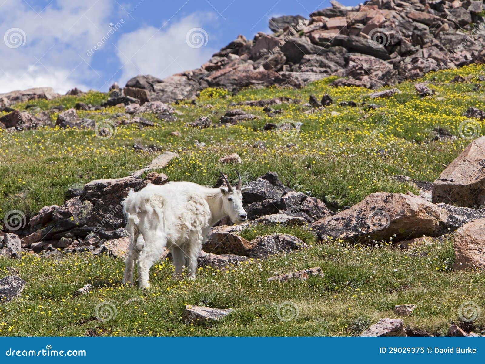 Rocky Mountain Goat in Mountains Stock Image - Image of nature ...
