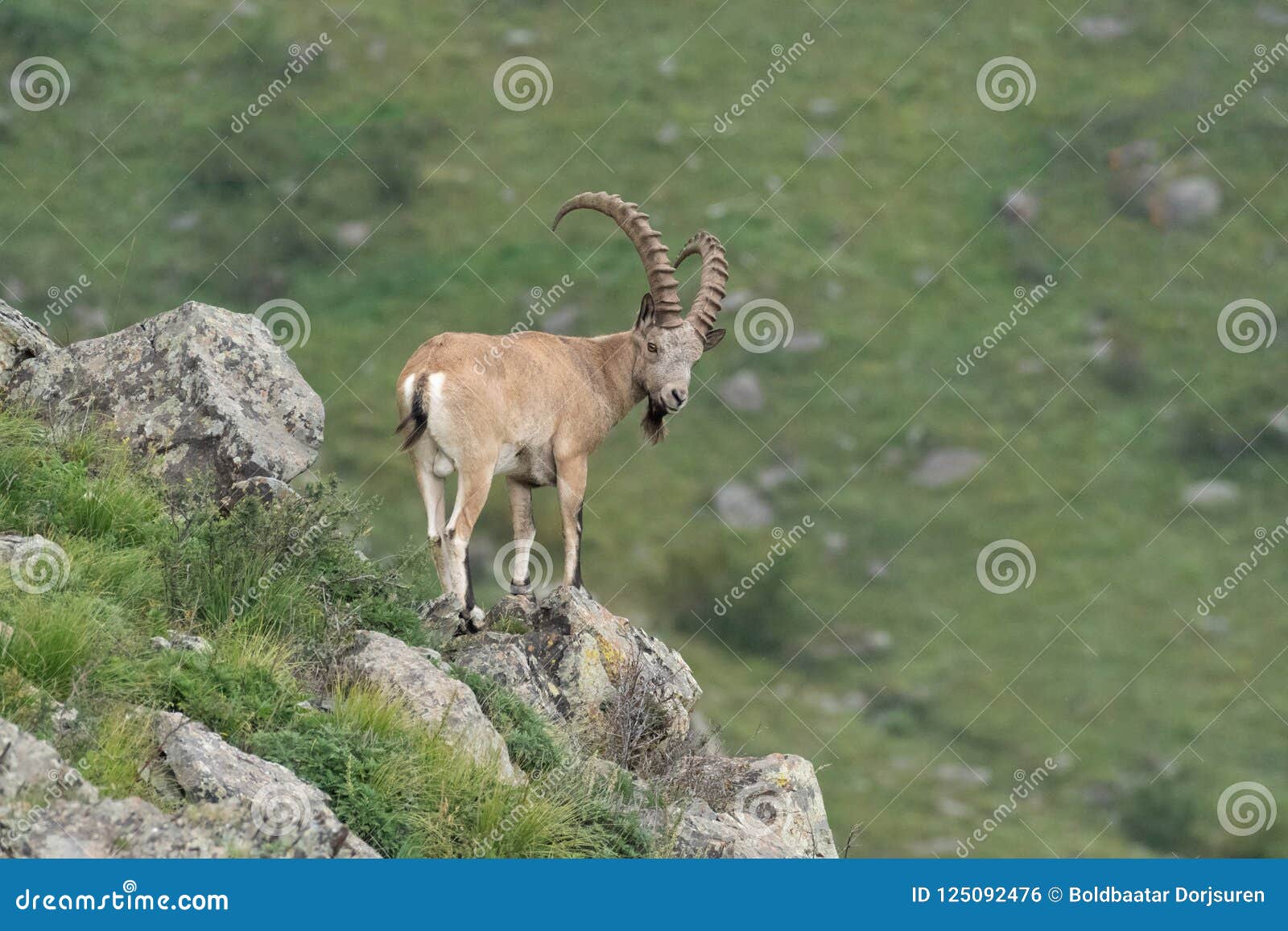 Rocky Mountain Ibex stock photo. Image of rock, mammals - 125092476
