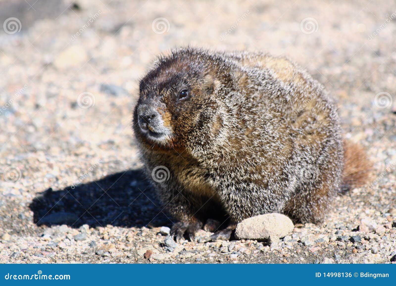 Rocky Mountain Marmot stock photo. Image of evans, rocky - 14998136