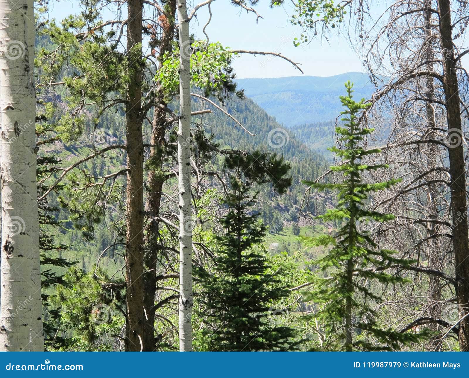 Rocky Mountain Quaking Aspen and Pine Trees Stock Image - Image of ...